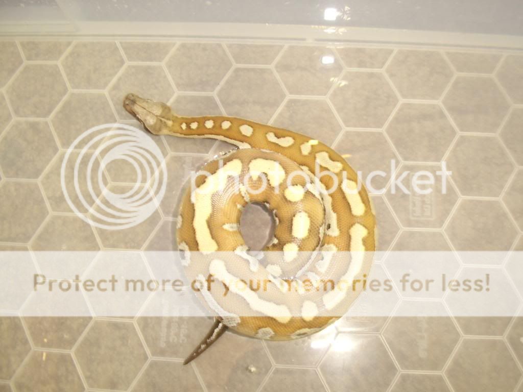 Few tips for Blood pythons | Reptile Forums