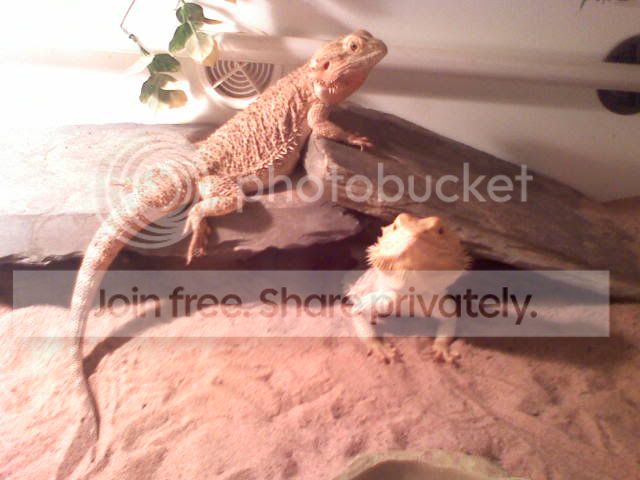 pair beardies for sale or swap,1 male ,1 female | Reptile Forums