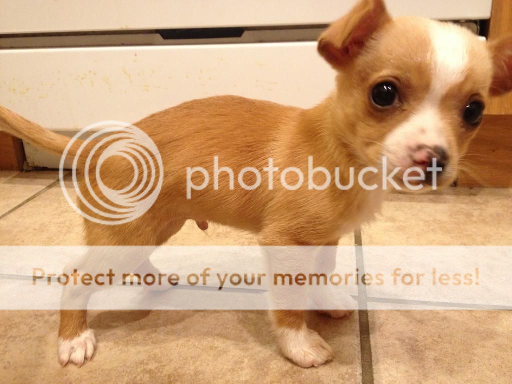 Cow-hocked puppy has very small rear legs? | Chihuahua People Forum